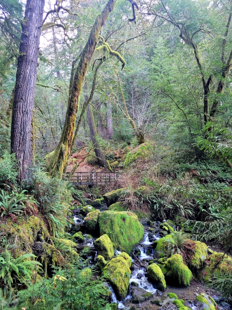 Southern Oregon Coast and Gold Beach at Pacific Reef Hotel